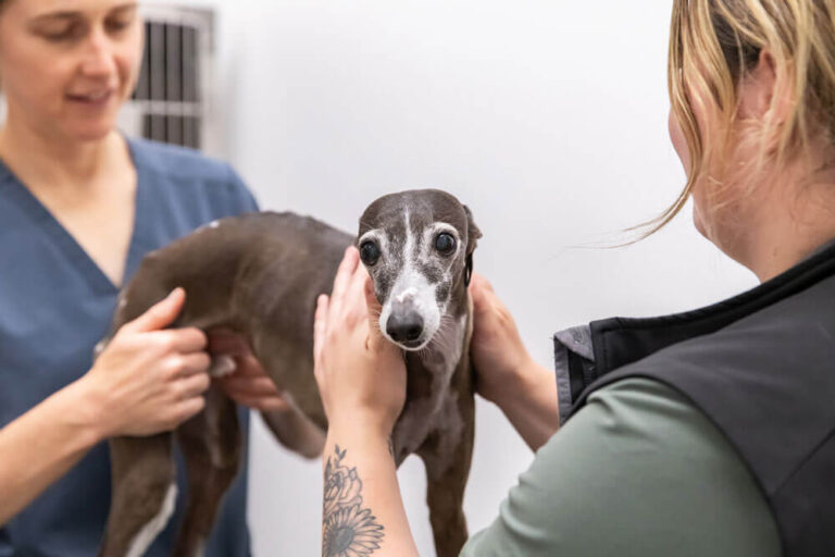 Dog Spay Options Explained | Laparoscopic vs Traditional